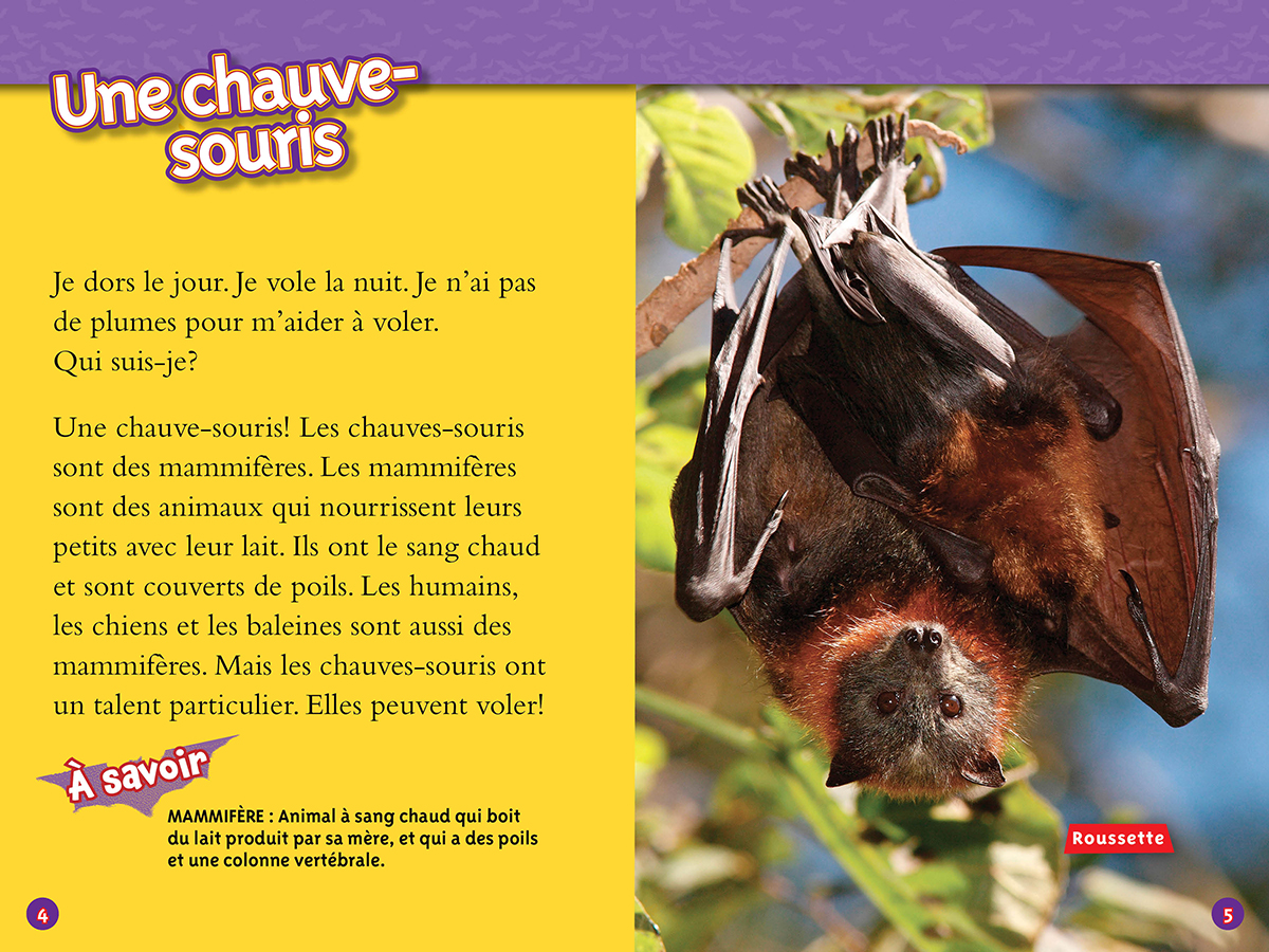 Éditions Scholastic | National Geographic Kids : Les chauves-souris ...