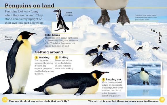 Penguins (Scholastic Discover More) | Scholastic Canada