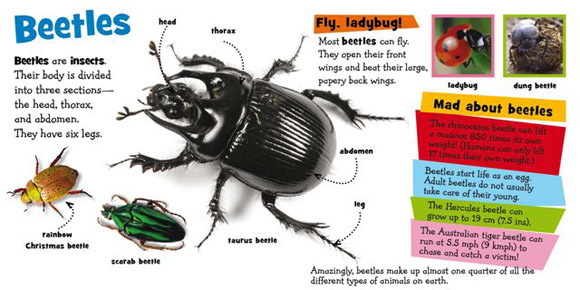 Scholastic Canada | Mad About Spiders, Bugs and Other Insects