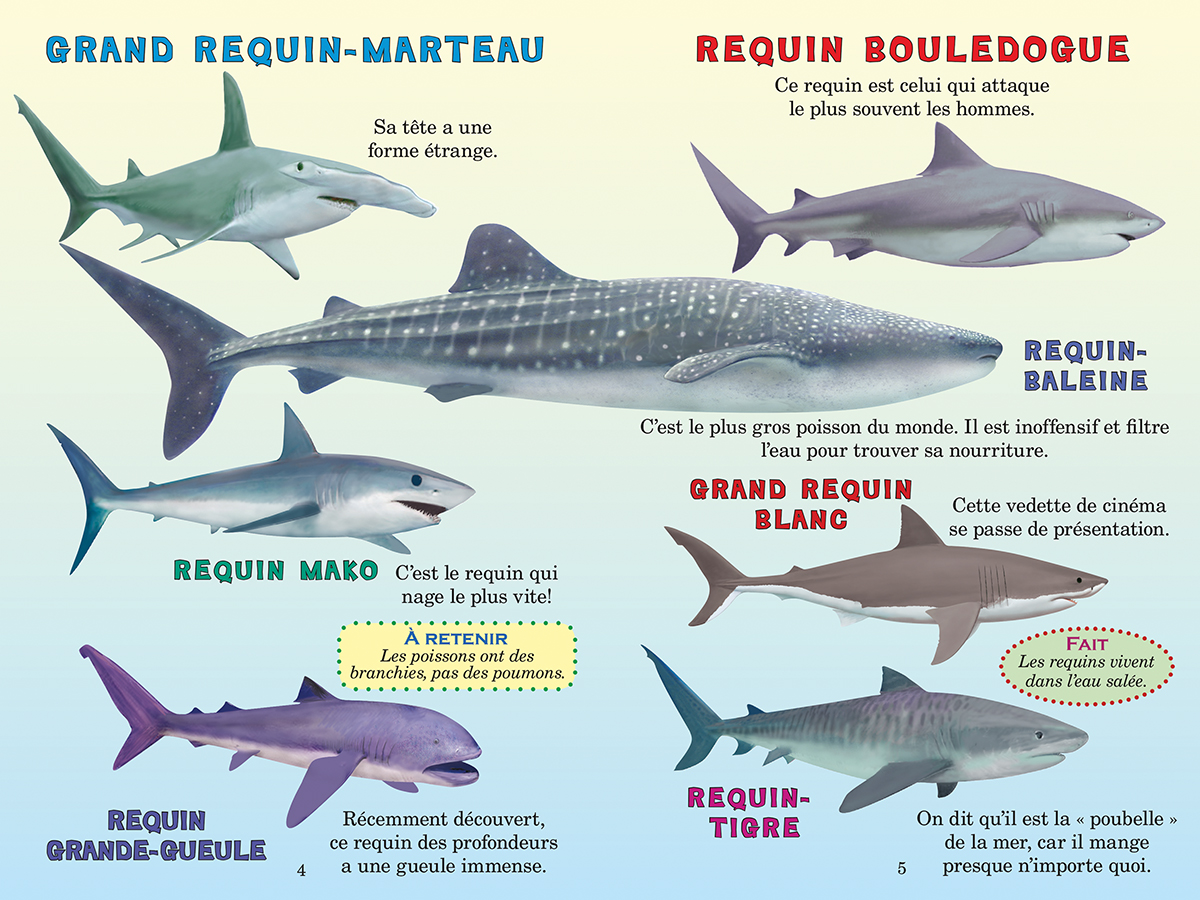 Éditions Scholastic | Qui va gagner? Le requin-marteau ou le requin bouledogue?