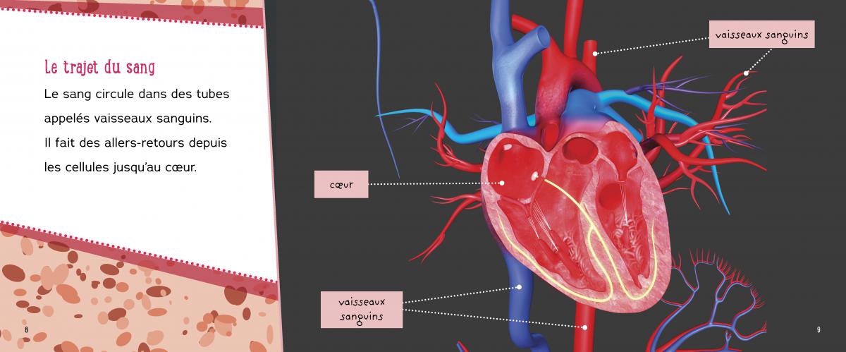 Éditions Scholastic | Le corps humain : Mon système circulatoire