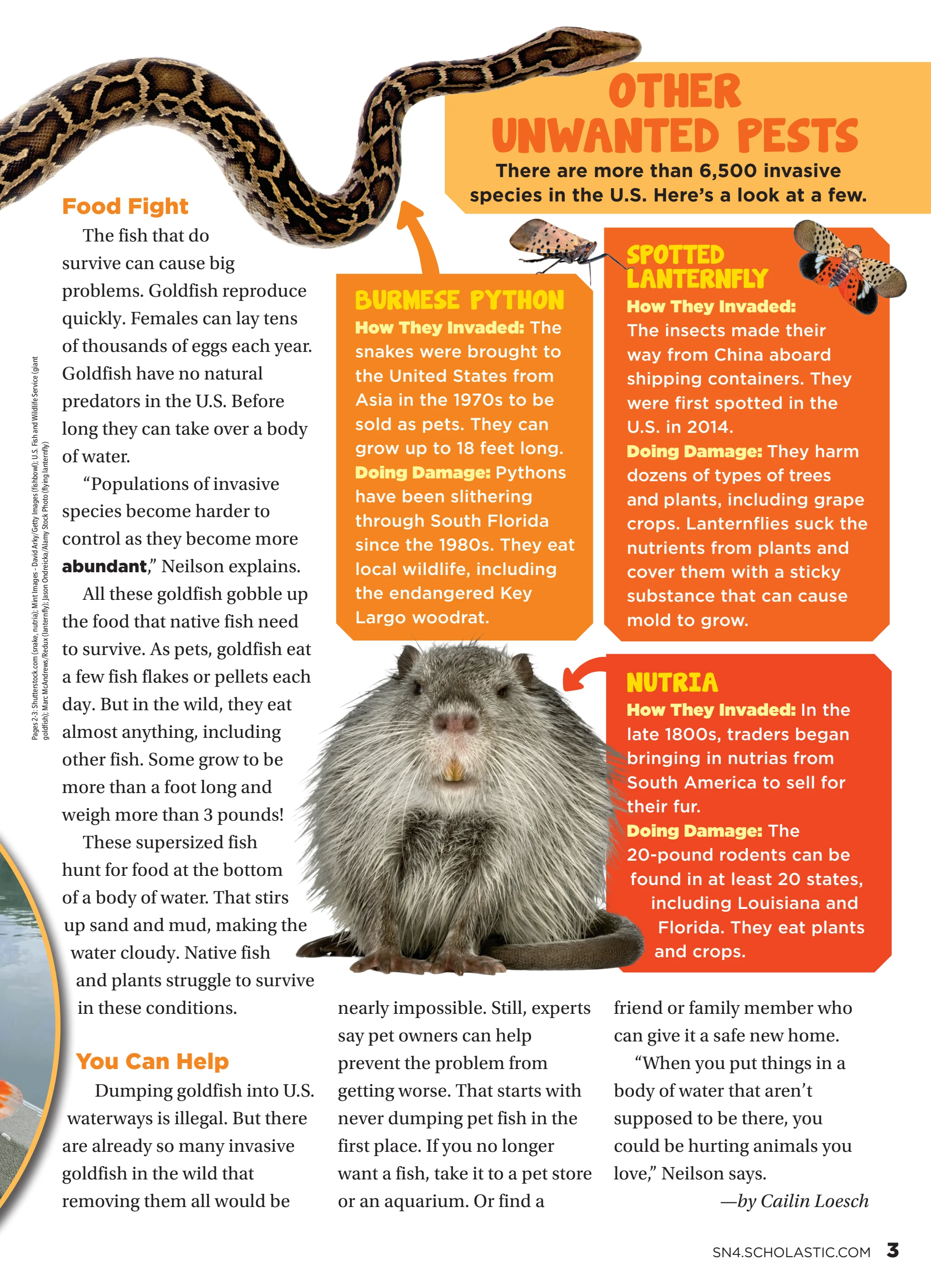Scholastic News 4
