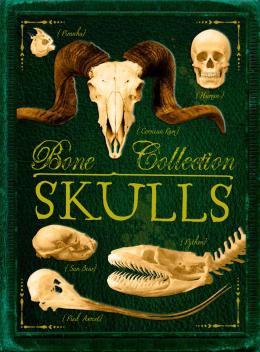 Bone Collection: Skulls | Scholastic Canada