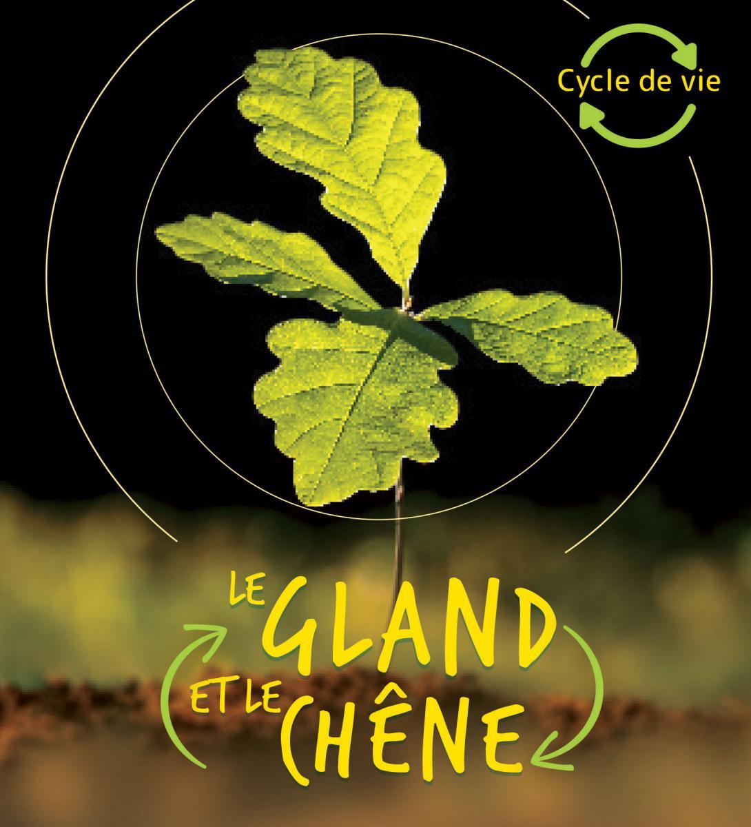 Cycle de vie : Le gland et le chêne | Éditions Scholastic